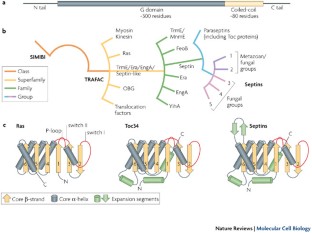 The septin family of GTPases: architecture and dynamics | Nature ...