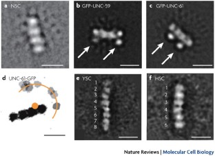 The septin family of GTPases: architecture and dynamics | Nature ...