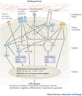 Mechanotransduction gone awry | Nature Reviews Molecular Cell Biology