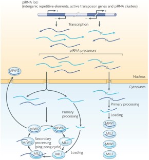 Biogenesis of small RNAs in animals | Nature Reviews Molecular Cell Biology
