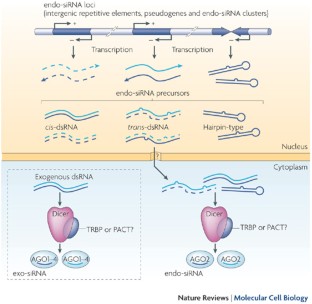 Biogenesis of small RNAs in animals | Nature Reviews Molecular Cell Biology