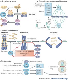 Polo-like kinases: conservation and divergence in their functions and ...
