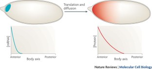 Follow the mRNA: a new model for Bicoid gradient formation | Nature ...