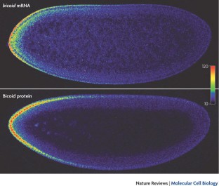 Follow the mRNA: a new model for Bicoid gradient formation | Nature ...