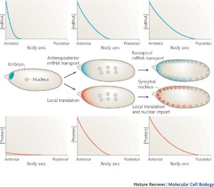 Follow the mRNA: a new model for Bicoid gradient formation | Nature ...