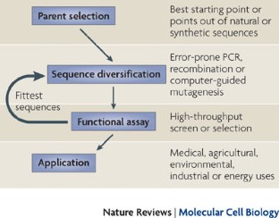 Exploring protein fitness landscapes by directed evolution | Nature ...