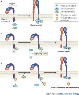 The final steps of integrin activation: the end game | Nature Reviews ...