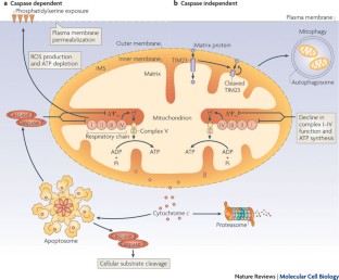 Mitochondria and cell death: outer membrane permeabilization and beyond ...