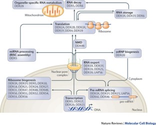 From unwinding to clamping — the DEAD box RNA helicase family | Nature ...