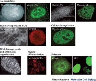 The nucleoskeleton as a genome-associated dynamic 'network of networks ...