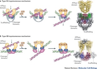 All tangled up: how cells direct, manage and exploit topoisomerase ...