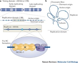Chromatin replication and epigenome maintenance | Nature Reviews ...