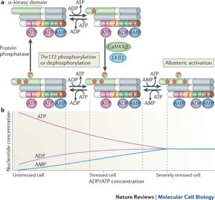 AMPK: a nutrient and energy sensor that maintains energy homeostasis ...