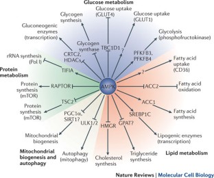 AMPK: a nutrient and energy sensor that maintains energy homeostasis ...
