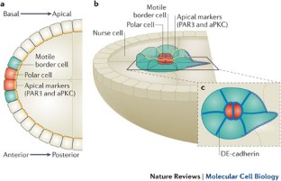 Group choreography: mechanisms orchestrating the collective movement of ...