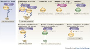 Mechanisms and function of substrate recruitment by F-box proteins ...