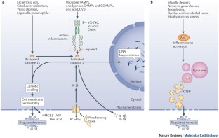 Regulated necrosis: the expanding network of non-apoptotic cell death pathways | Nature Reviews ...