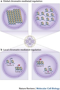 Chromatin dynamics in the regulation of cell fate allocation during ...