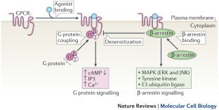 Methodological advances: the unsung heroes of the GPCR structural ...