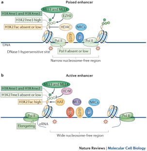 The selection and function of cell type-specific enhancers | Nature ...