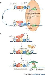 The selection and function of cell type-specific enhancers | Nature ...