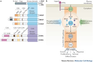 Regulation of RAF protein kinases in ERK signalling | Nature Reviews ...