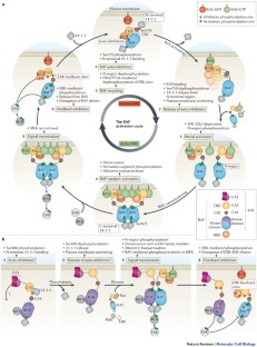 Regulation of RAF protein kinases in ERK signalling | Nature Reviews ...
