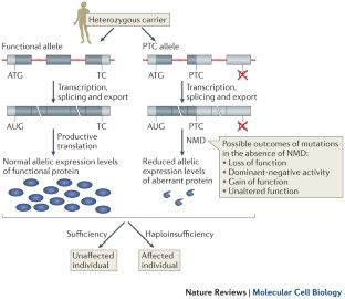 Nonsense-mediated mRNA decay: an intricate machinery that shapes ...