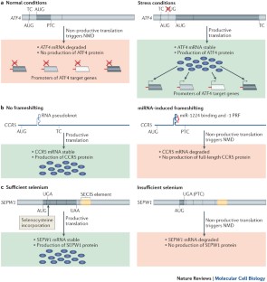Nonsense-mediated mRNA decay: an intricate machinery that shapes ...
