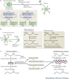 Nonsense-mediated mRNA decay: an intricate machinery that shapes ...