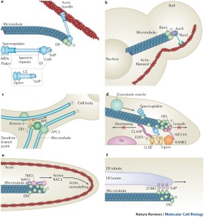Control of microtubule organization and dynamics: two ends in the ...