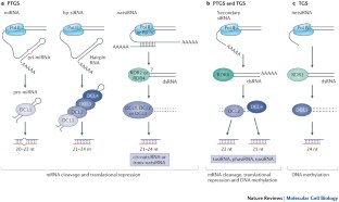 The expanding world of small RNAs in plants | Nature Reviews Molecular ...