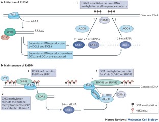 The expanding world of small RNAs in plants | Nature Reviews Molecular ...