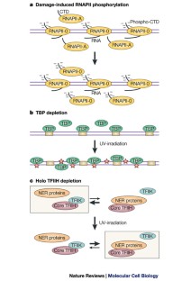 Mechanisms of transcription-coupled DNA repair | Nature Reviews ...