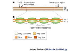 Mechanisms of transcription-coupled DNA repair | Nature Reviews ...