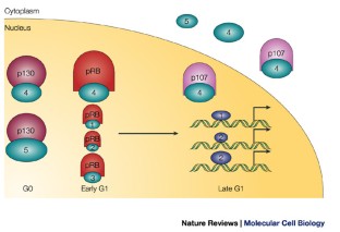 Sibling rivalry in the E2F family | Nature Reviews Molecular Cell Biology