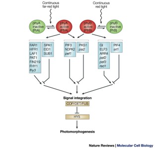 Phytochrome photosensory signalling networks | Nature Reviews Molecular ...