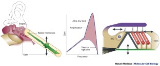 Prestin, a new type of motor protein | Nature Reviews Molecular Cell ...