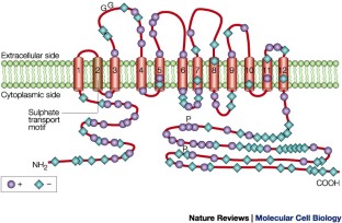 Prestin, a new type of motor protein | Nature Reviews Molecular Cell ...