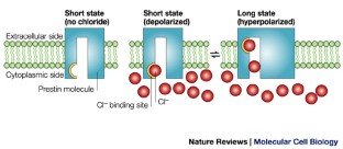 Prestin, a new type of motor protein | Nature Reviews Molecular Cell ...