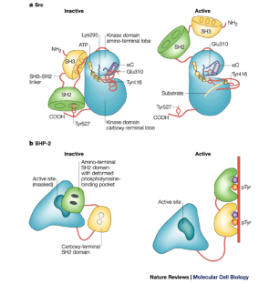 Phosphotyrosine-binding domains in signal transduction | Nature Reviews ...