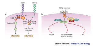 IAP proteins: blocking the road to death's door | Nature Reviews ...
