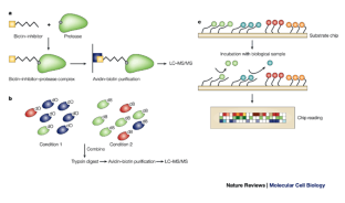 Protease degradomics: A new challenge for proteomics | Nature Reviews ...