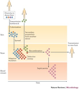 Within-host evolution of bacterial pathogens | Nature Reviews Microbiology