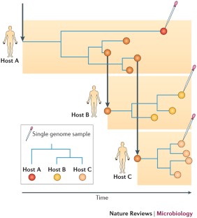 Within-host evolution of bacterial pathogens | Nature Reviews Microbiology