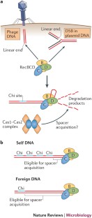 CRISPR–Cas adaptation: insights into the mechanism of action | Nature ...