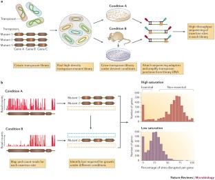 The design and analysis of transposon insertion sequencing experiments ...