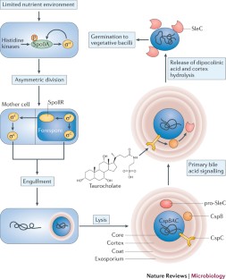Clostridium difficile colitis: pathogenesis and host defence | Nature ...