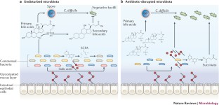 Clostridium difficile colitis: pathogenesis and host defence | Nature ...