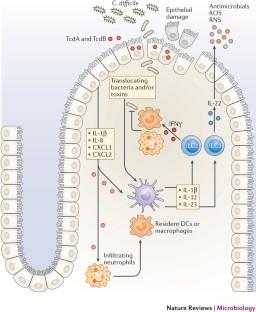 Clostridium difficile colitis: pathogenesis and host defence | Nature ...